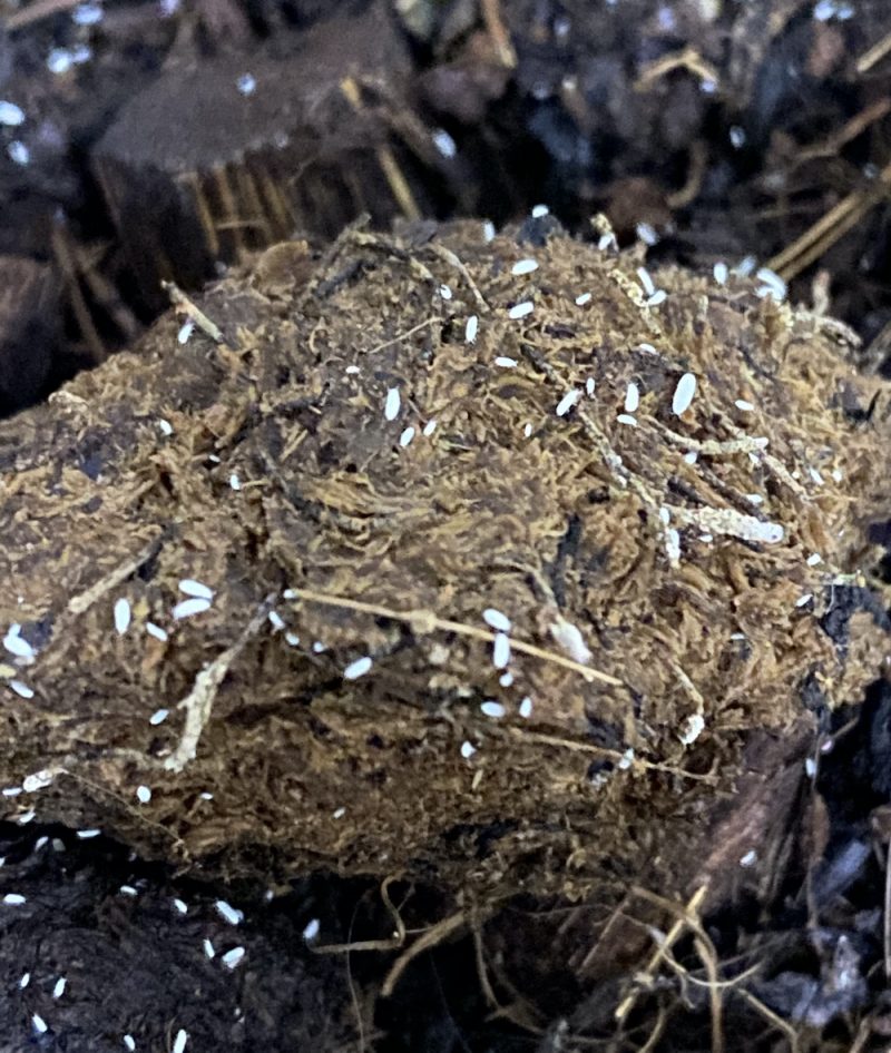 Need help with your plant? | Botanically