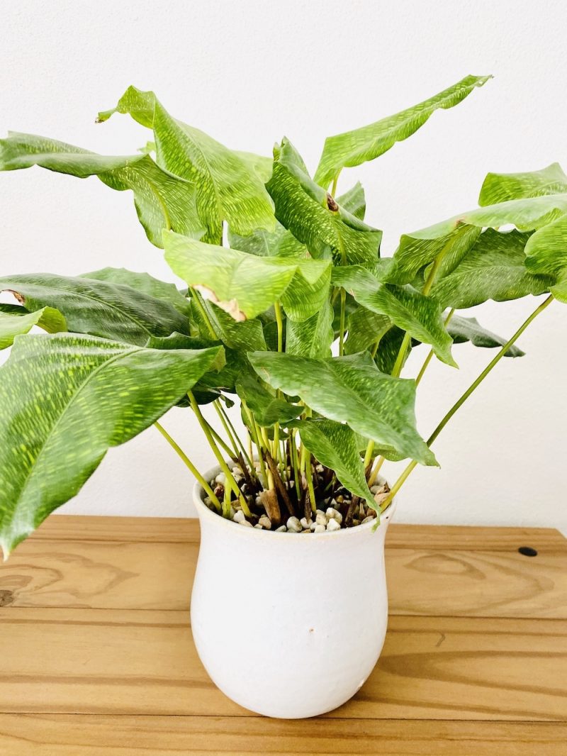 Calathea musaica network – Botanically