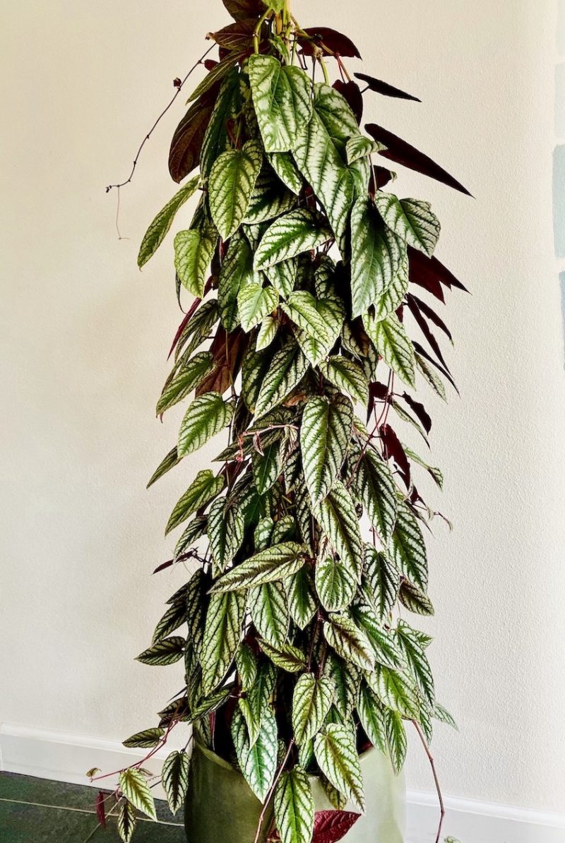 Cissus discolor - Botanically